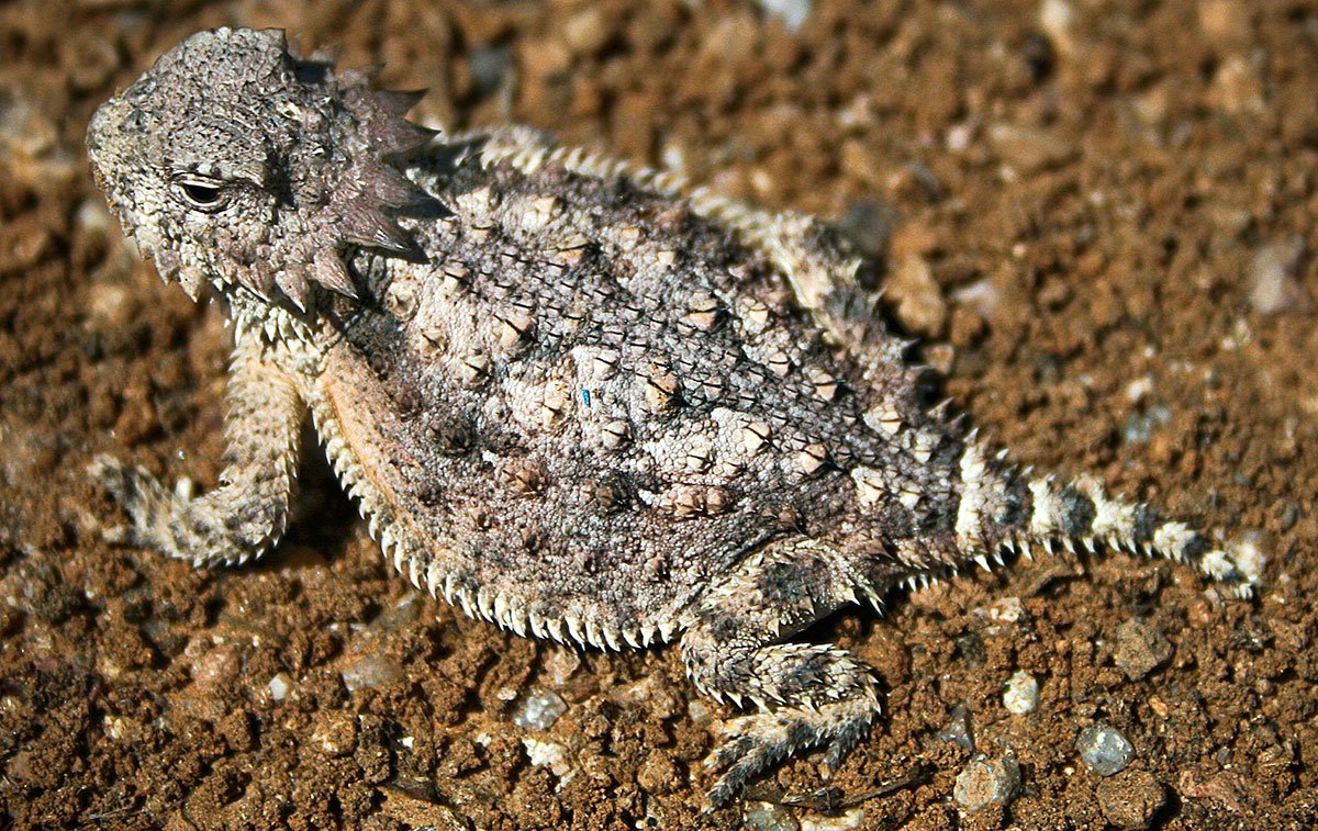 Regal Horned Lizard | The Animal Facts | Appearance, Diet, Behavior