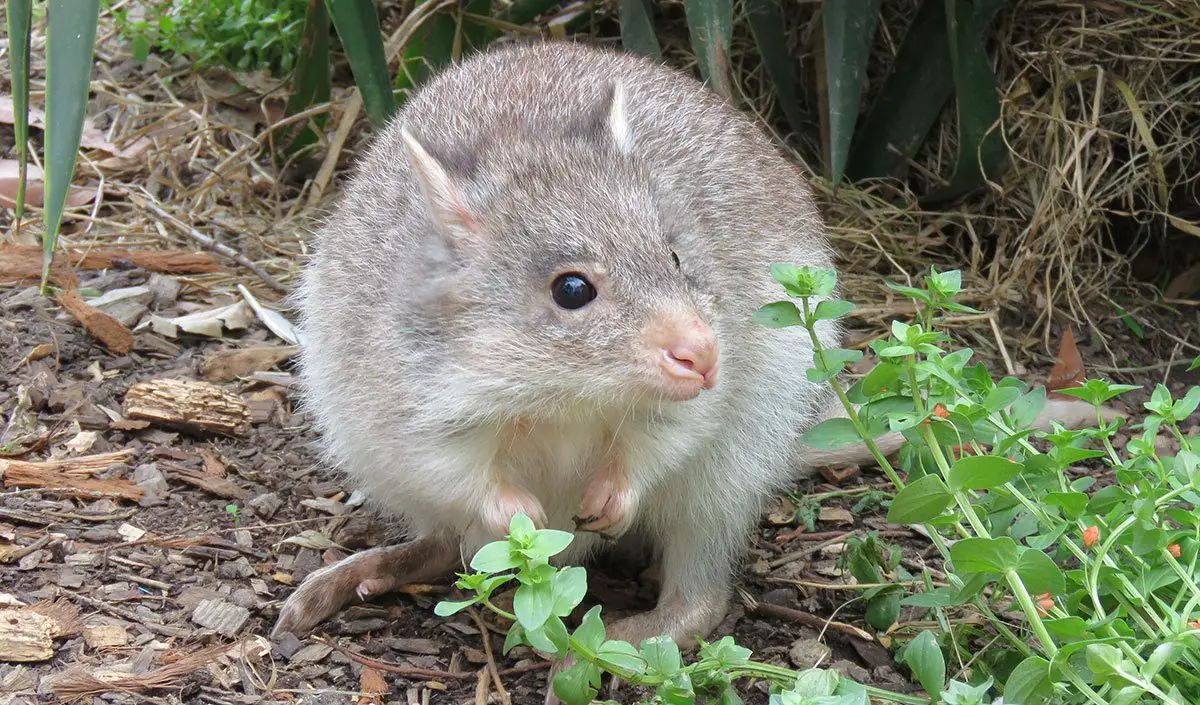 Rufous Bettong | The Animal Facts Appearance, Diet, Habitat, Behavior