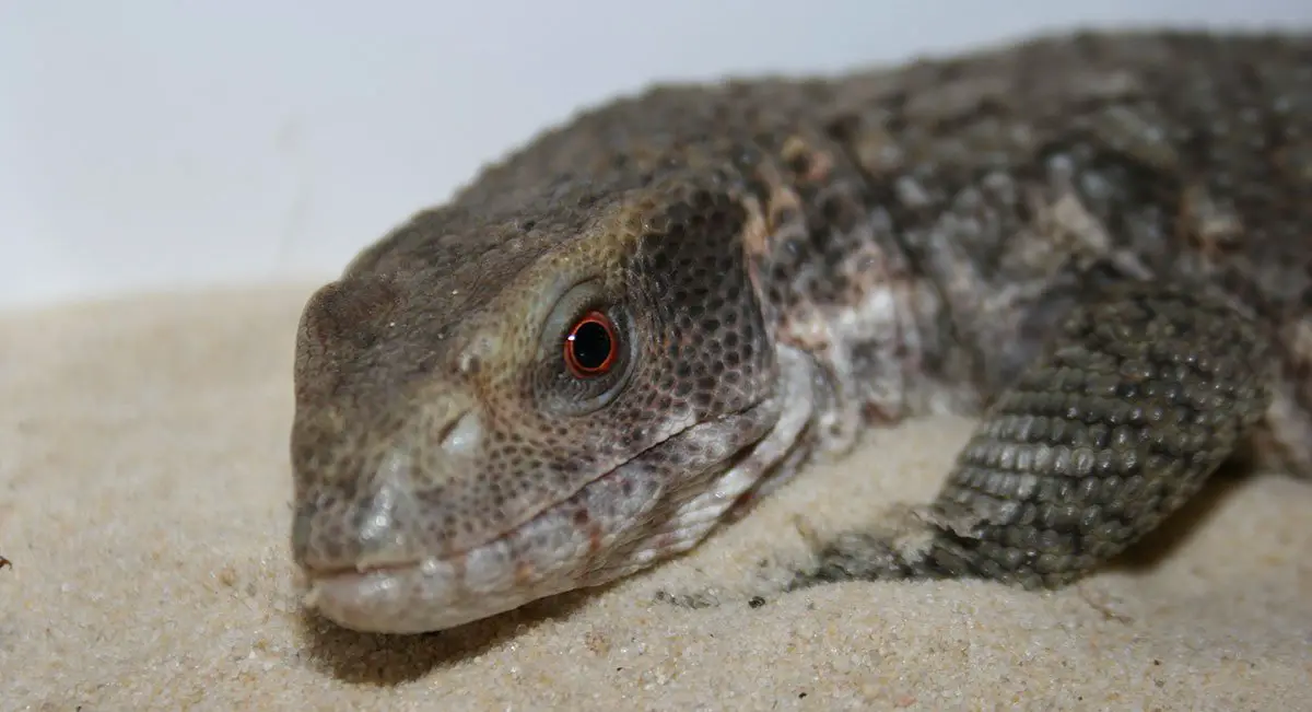 Savannah Monitor Teeth