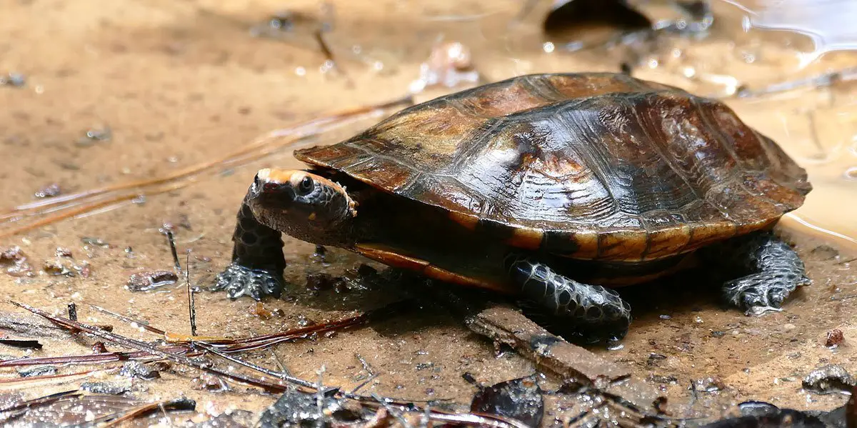 Twist-Necked Turtle | The Animal Facts | Appearance, Diet, Behavior