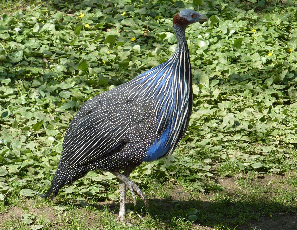 Vulturine Guineafowl | The Animal Facts | Appearance, Diet, Habitat