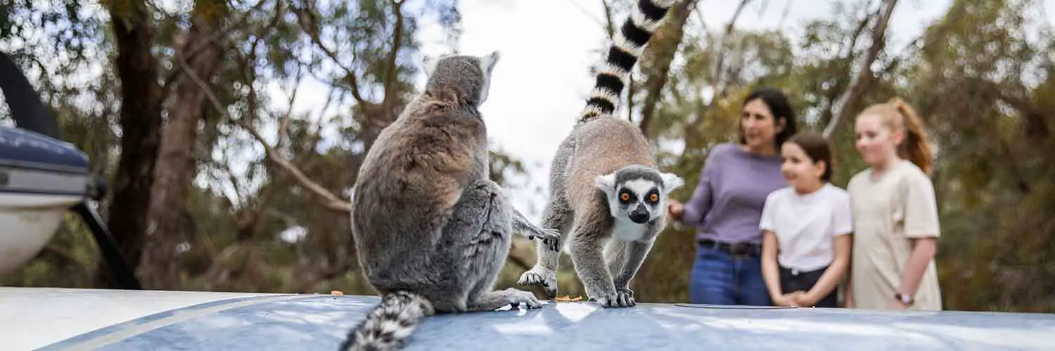 Monarto Safari Park Launch Land of the Lemurs Experience | The Animal Facts