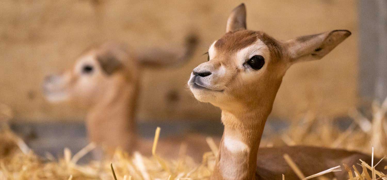 Dama Gazelles First Births for 2023 at Columbus Zoo