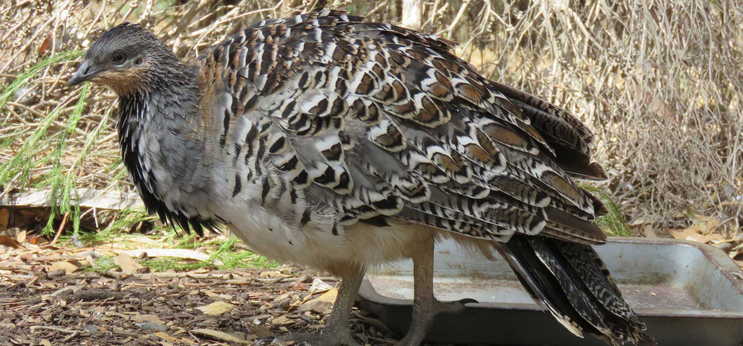 Malleefowl | The Animal Facts | Appearance, Diet, Behavior, Habitat