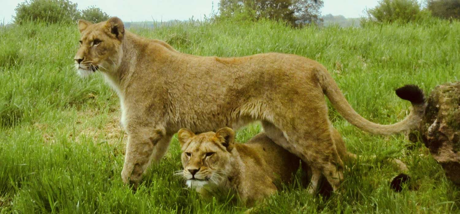 ZSL Whipsnade Zoo Welcome New African Lions