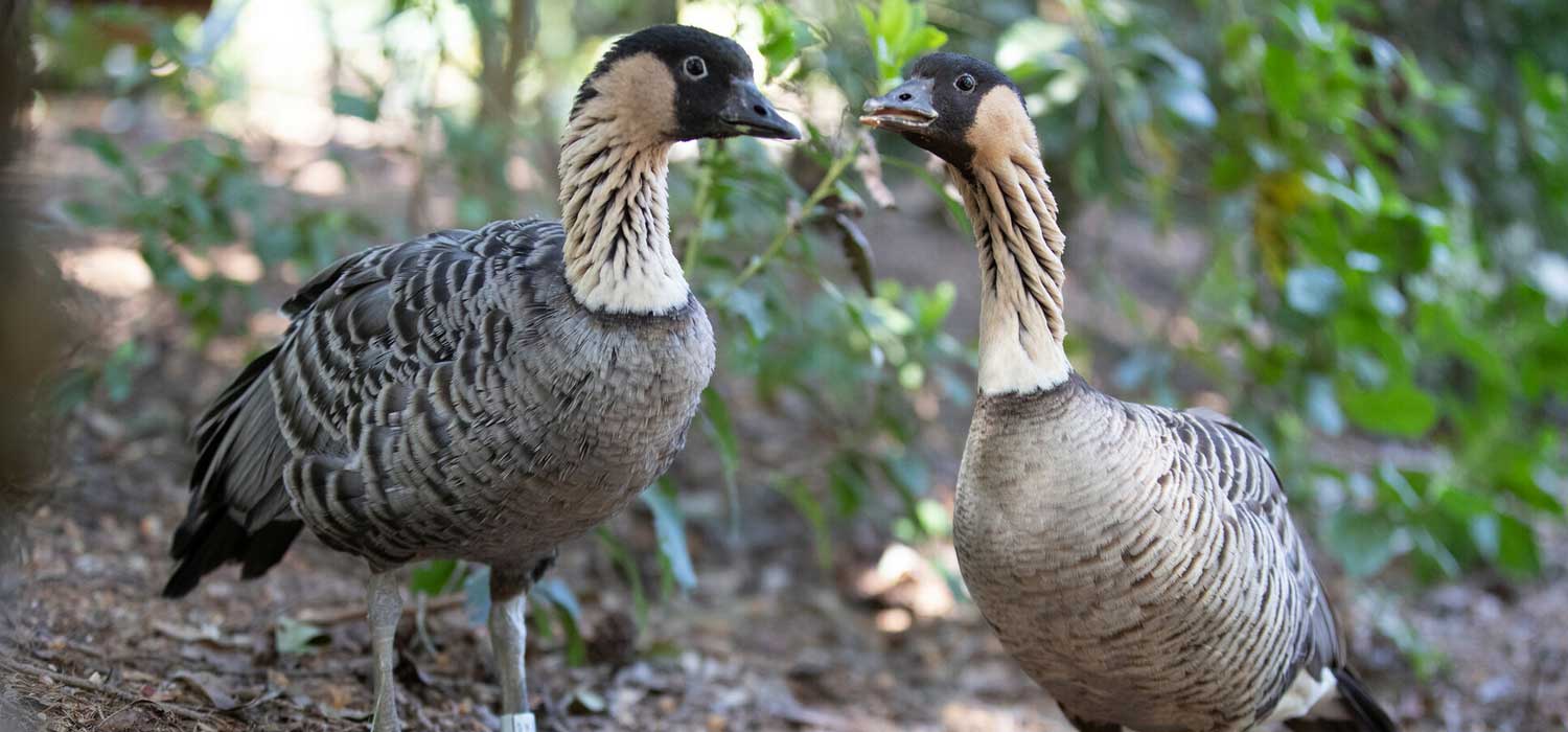 Rare Geese Move in at Woodland Park Zoo | The Animal Facts