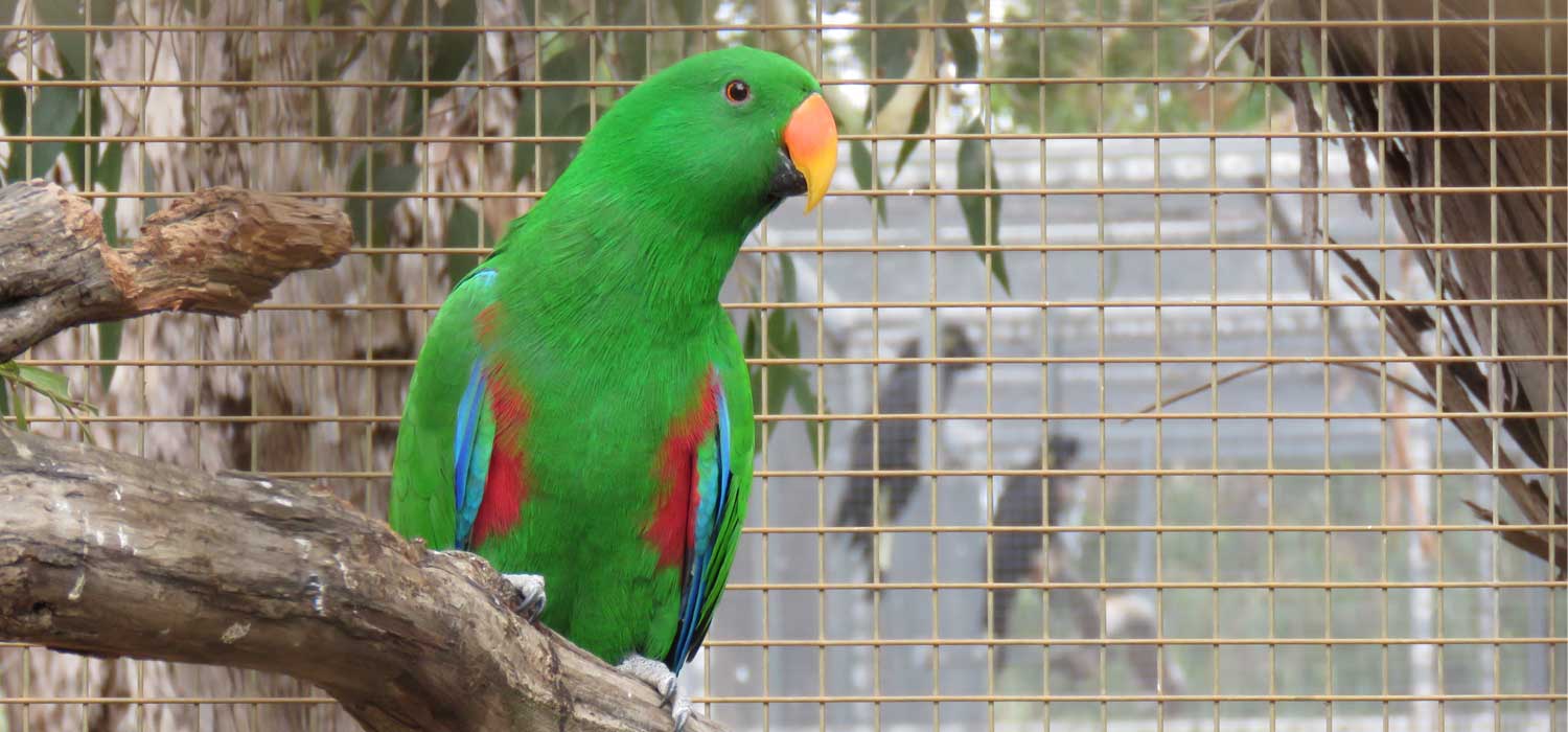 Eclectus Parrot | The Animal Facts