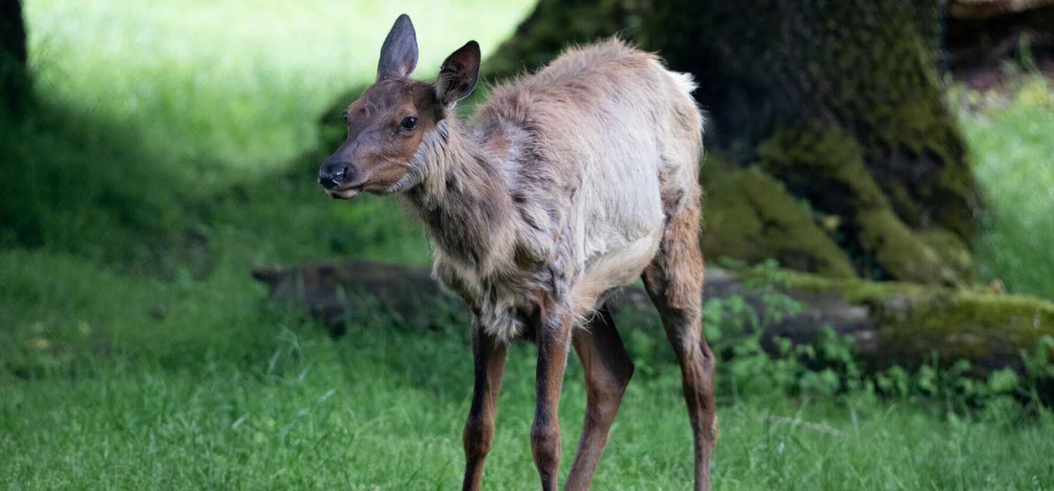 Woodland Park Zoo Elk Herd Grows by Two | The Animal Facts