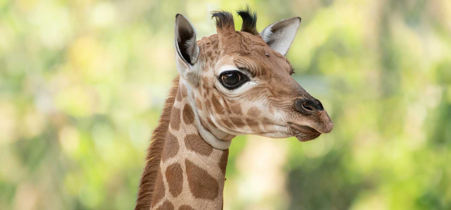 Meet Zarafa! Australia Zoo Introduce Latest Giraffe Calf