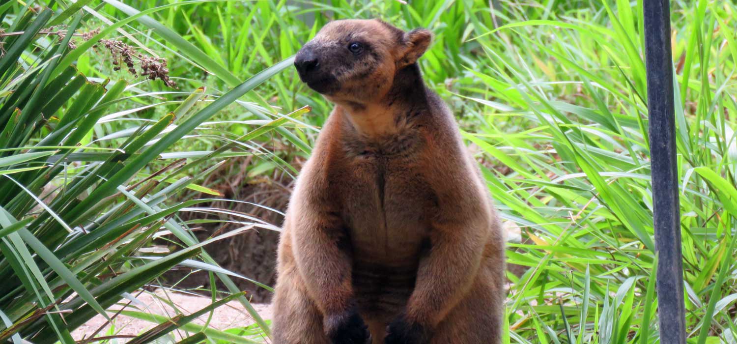 Lumholtz’s Tree Kangaroo | The Animal Facts | Appearance, Diet
