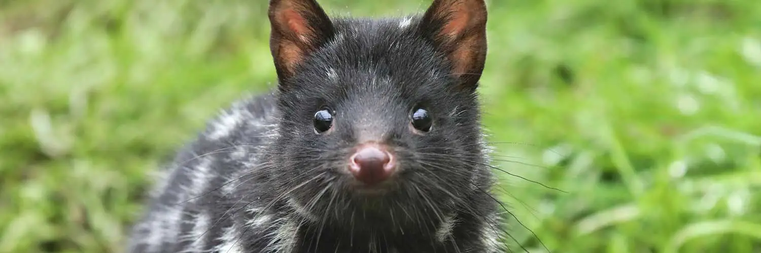 Aussie Ark Grow Breeding Population of Eastern Quolls