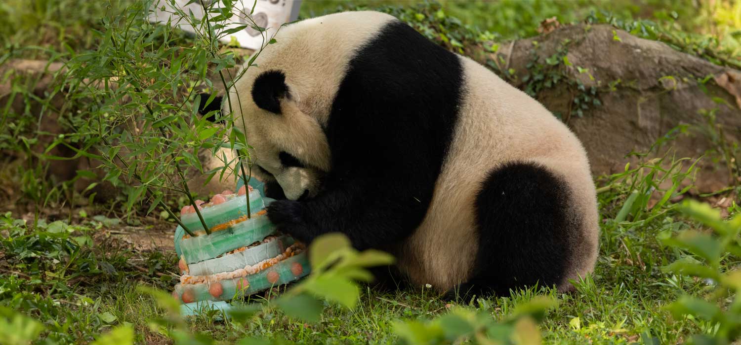 A Giant Panda Party at Smithsonian’s National Zoo | The Animal Facts
