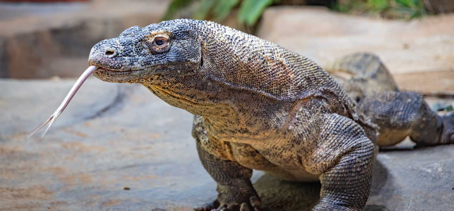 Nashville Zoo Are Getting Dragons. All You Need to Know | The Animal Facts