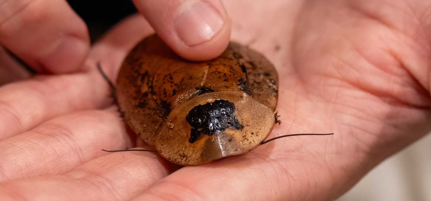 Meet the Newly Named ”Peppered Cockroach” | The Animal Facts