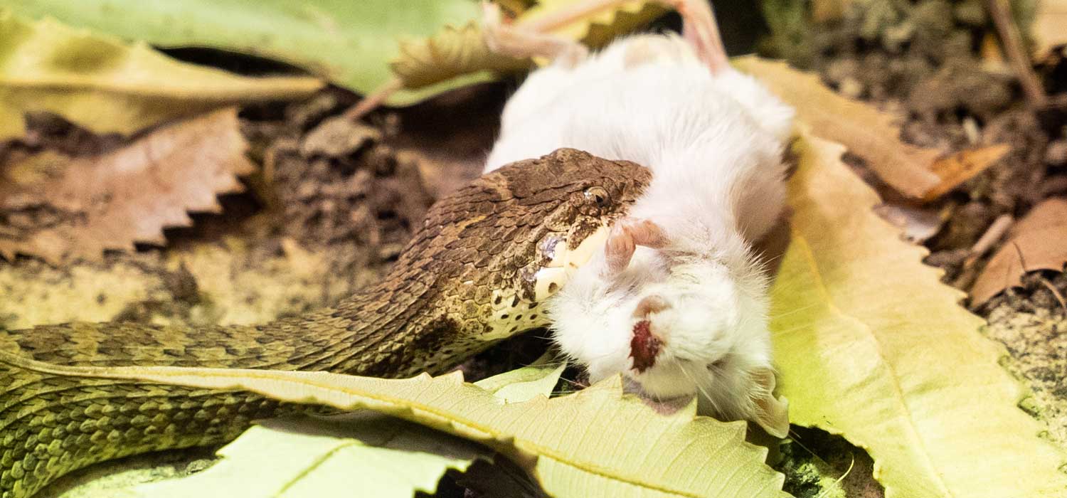 Deadly Snakes Slither in at WILD LIFE Sydney Zoo | The Animal Facts