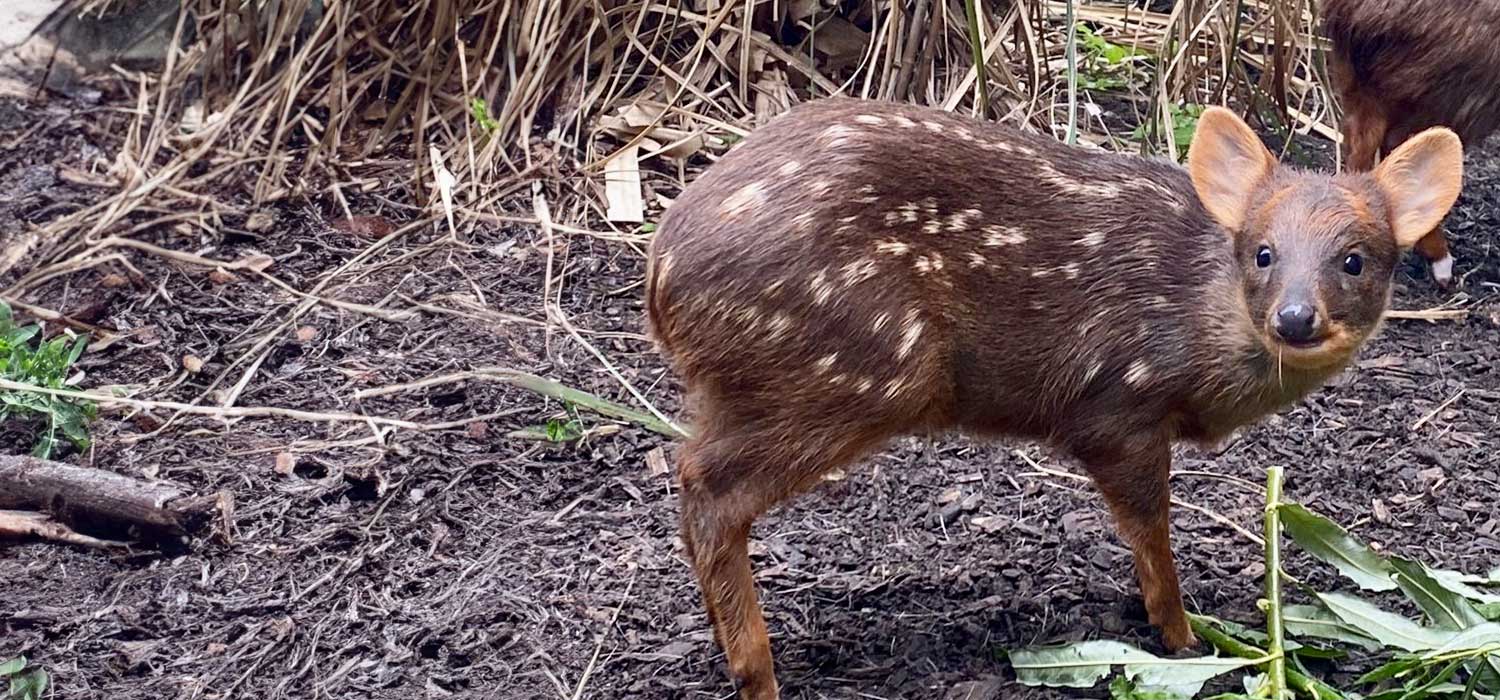 Chester Zoo Welcome Baby to World’s Smallest Deer | The Animal Facts