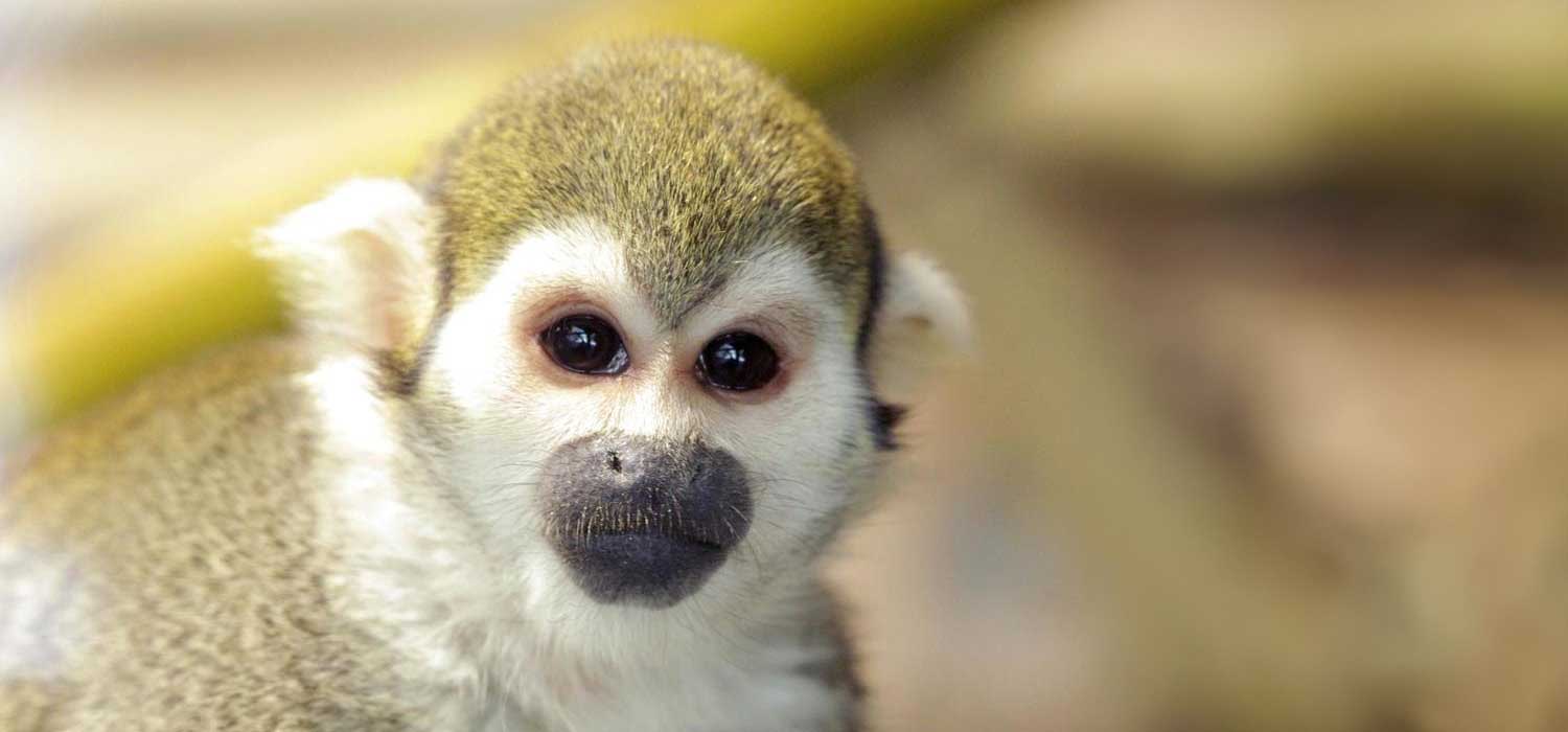 Squirrel Monkey Passes at Reid Park Zoo | The Animal Facts
