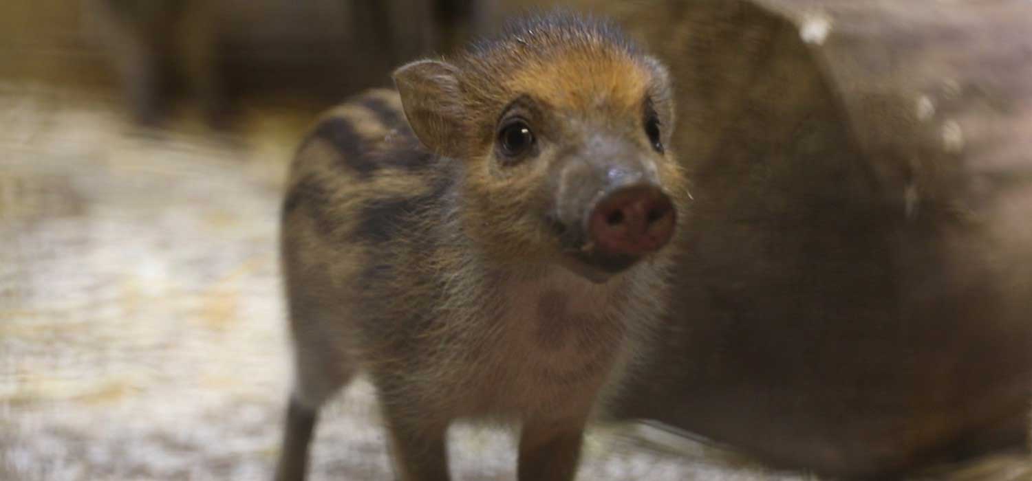 Edinburgh Zoo Celebrate Birth of Endangered Warty Pigs | The Animal Facts