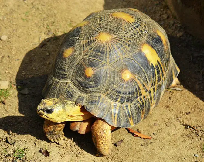 Radiated Tortoise | The Animal Facts | Appearance, Diet, Habitat, More!