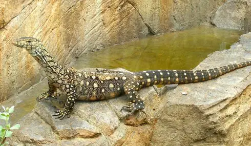 Perentie | The Animal Facts | Diet, Lifepsan, Habitat, Breeding, Appearance