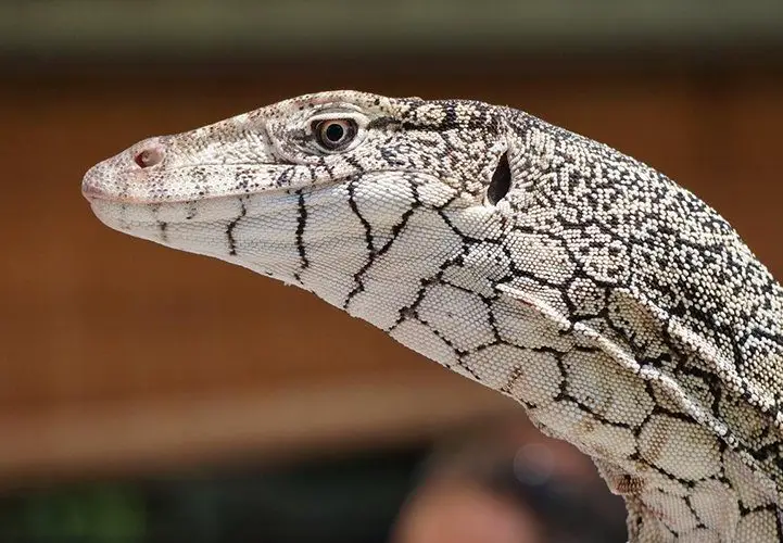 Perentie - The Animal Facts - Diet, Lifepsan, Habitat, Breeding, Appearance