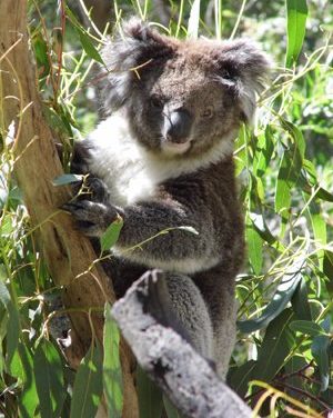 Koala - The Animal Facts