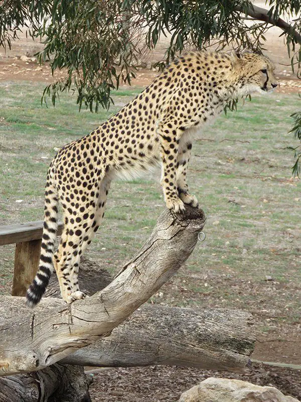 Cheetah | The Animal Facts | Habitat, Appearance, Breeding, Diet