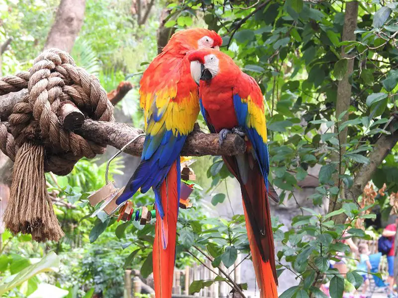 Scarlet Macaw | The Animal Facts | Habitat, Diet, Appearance