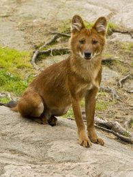 Dhole/Asian Wild Dog | The Animal Facts Diet, Habitat, Appearance