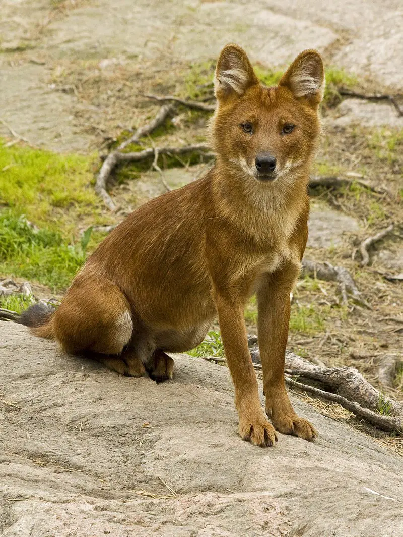 Dhole/Asian Wild Dog | The Animal Facts Diet, Habitat, Appearance