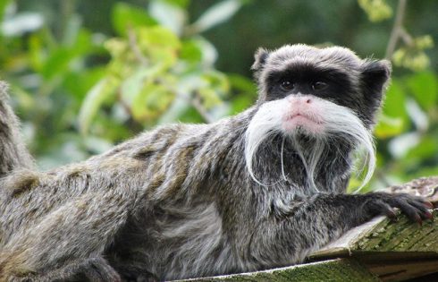 Emperor Tamarin | The Animal Facts | Appearance | Diet | Behavior