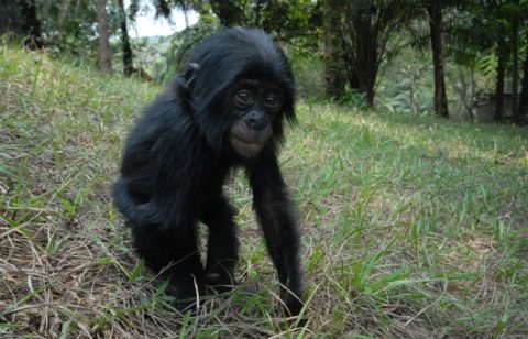 Bonobo | The Animal Facts | Appearance, Habitat, Diet, Behavior