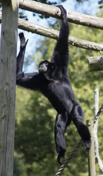 Siamang | The Animal Facts | Appearance, Diet, Habitat, Behavior