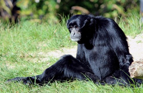 Siamang | The Animal Facts | Appearance, Diet, Habitat, Behavior