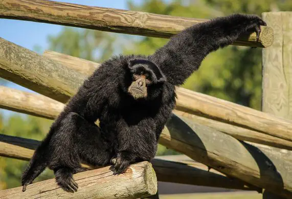 Siamang | The Animal Facts | Appearance, Diet, Habitat, Behavior