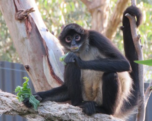 Black-Handed Spider Monkey | The Animal Facts | Appearance, Habitat