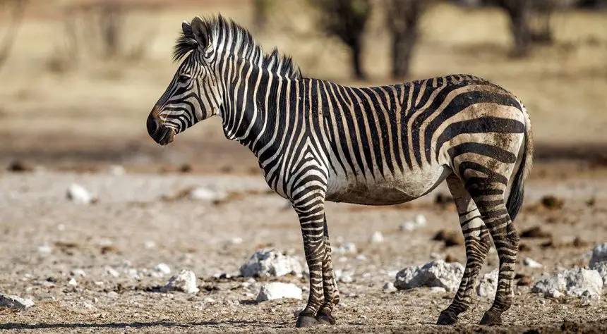 Zebra Fact File| The Animal Facts | Diet, Habitat, Species