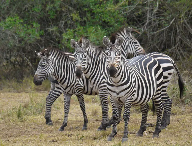 Zebra Fact File| The Animal Facts | Diet, Habitat, Species