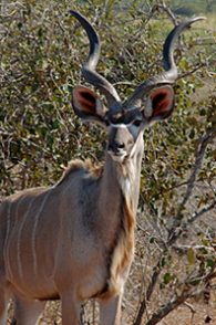 Greater Kudu | The Animal Facts