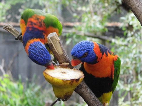 Rainbow Lorikeet | The Animal Facts Habitat, Apperance, Diet, Behaviour