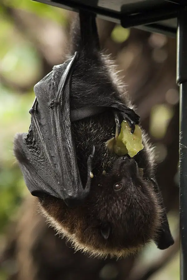 Rodrigues Fruit Bat | The Animal Facts | Appearance, Habitat, Diet