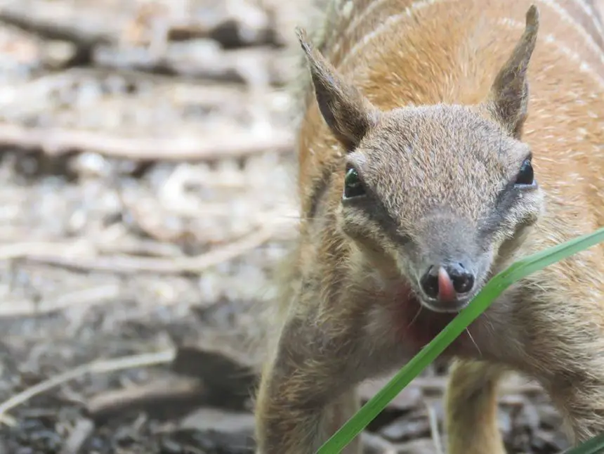 Numbat | The Animal Facts | Appearance, Diet, Habitat, Behavior, Lifespan