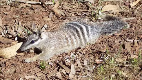 Numbat | The Animal Facts | Appearance, Diet, Habitat, Behavior, Lifespan