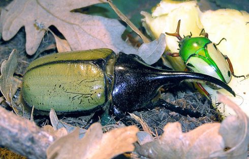 Hercules Beetle | The Animal Facts | Appearance, Diet, Habitat, Behavior