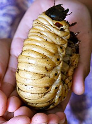 Hercules Beetle | The Animal Facts | Appearance, Diet, Habitat, Behavior