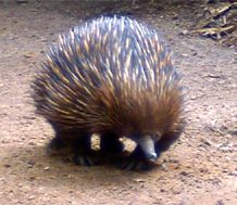 Short Beaked Echidna | The Animal Facts
