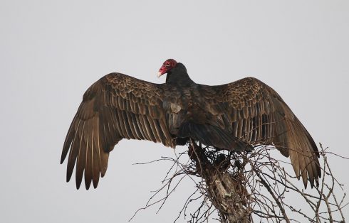 Turkey Vulture | The Animal Facts | Appearance, Habitat, Diet, Behavior