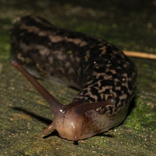Leopard Slug | The Animal Facts | Appearance, Diet, Behavior, Habitat