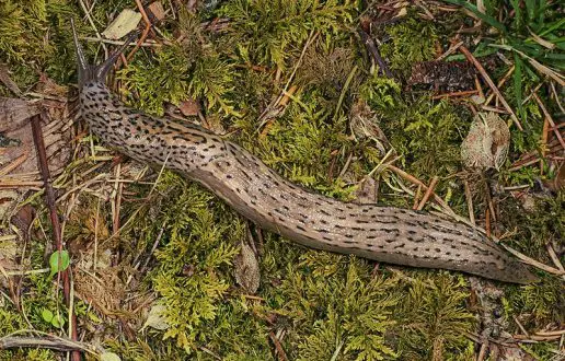 Leopard Slug | The Animal Facts | Appearance, Diet, Behavior, Habitat