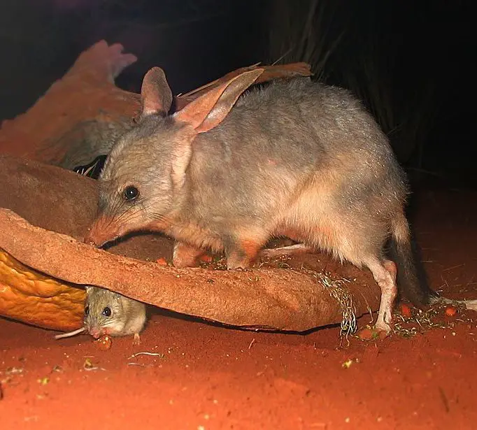 Greater Bilby | The Animal Facts | Appearance, Habitat, Diet, Behavior